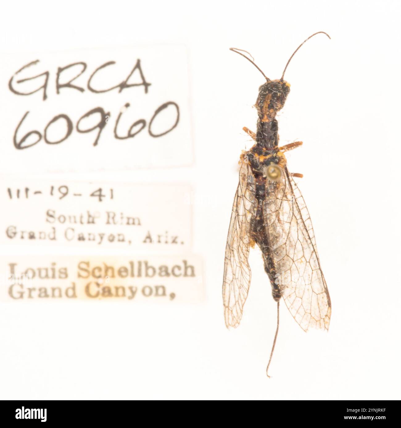 American Square-headed Snakeflies (Negha Stock Photo - Alamy