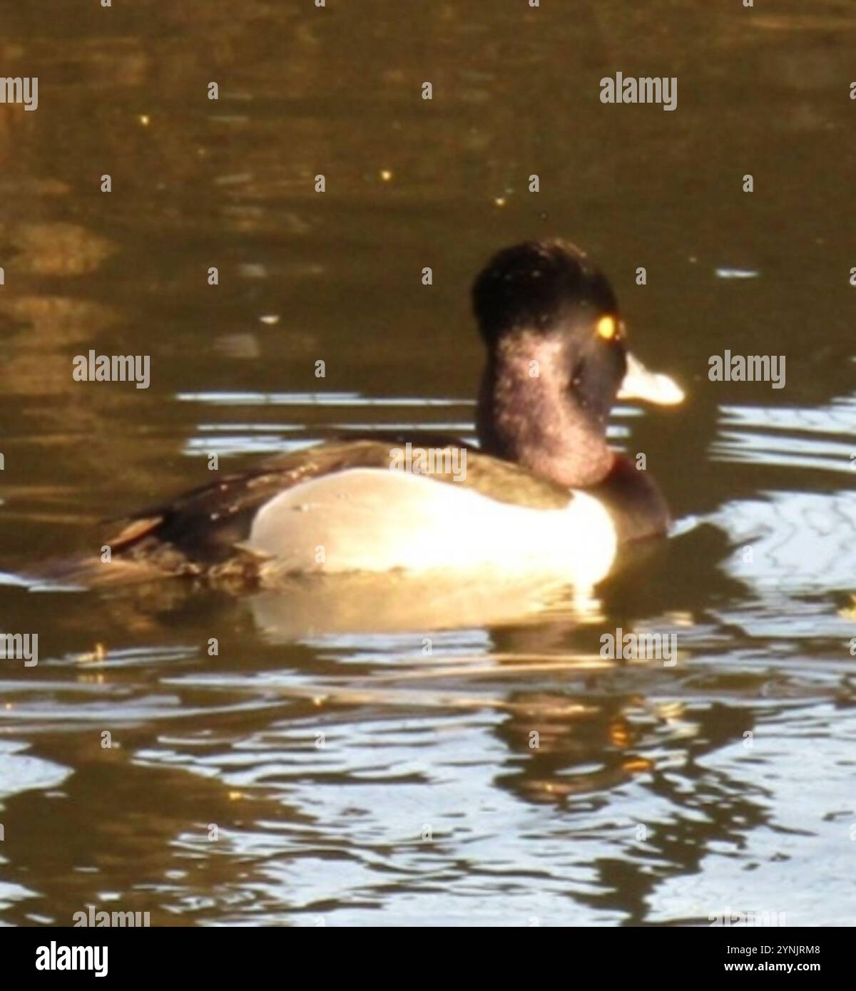 Ring-necked Duck (Aythya collaris Stock Photo - Alamy