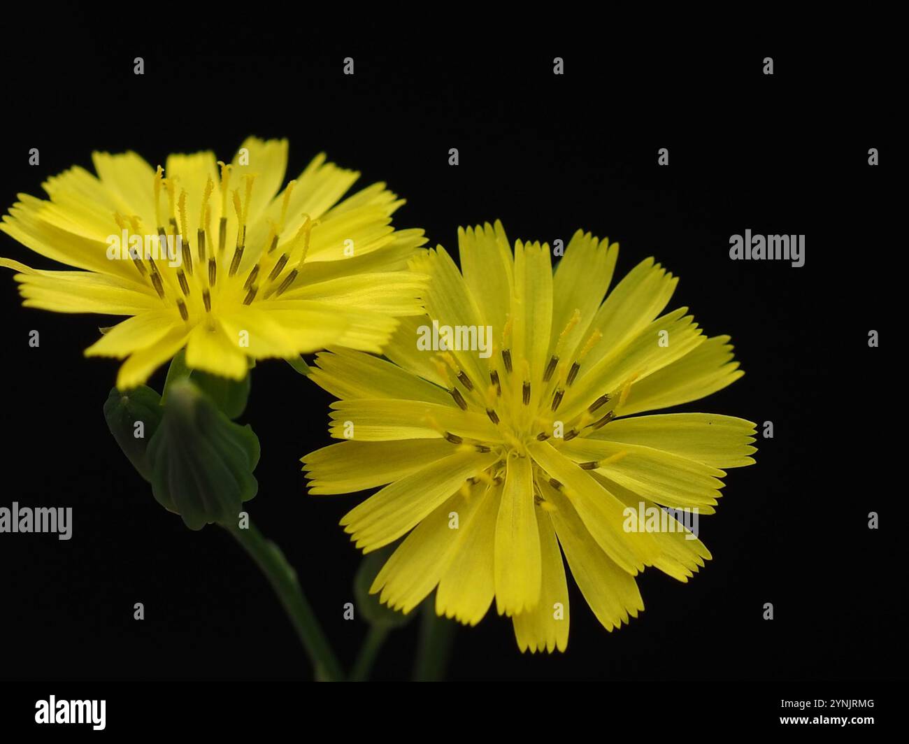 Oriental false hawksbeard (Youngia japonica Stock Photo - Alamy