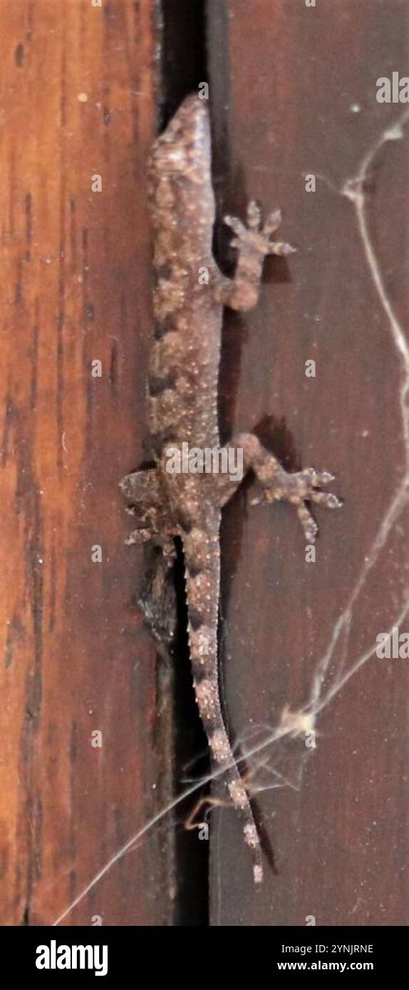 Tropical House Gecko (Hemidactylus mabouia Stock Photo - Alamy