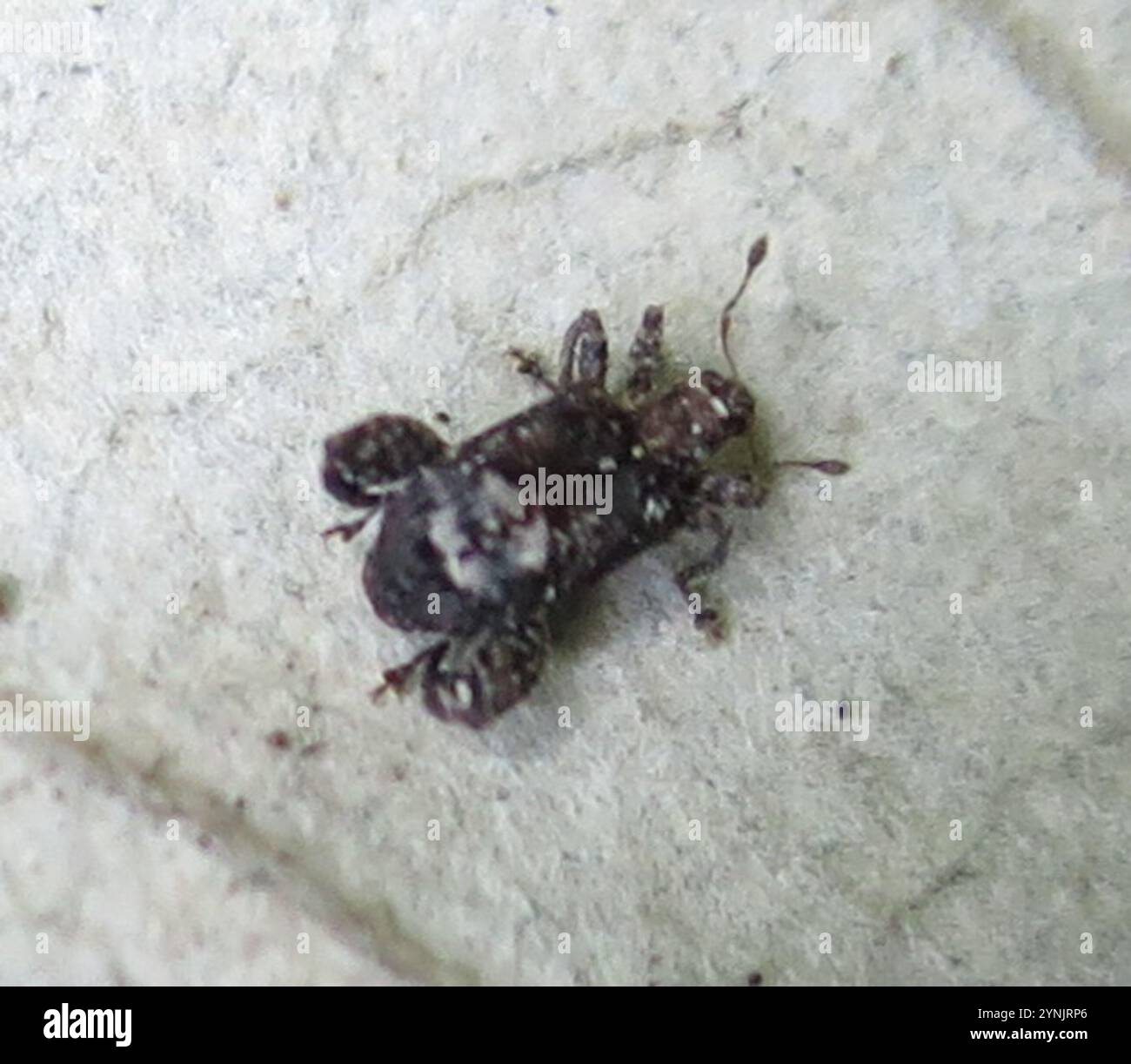 Pactola variabilis hi-res stock photography and images - Alamy