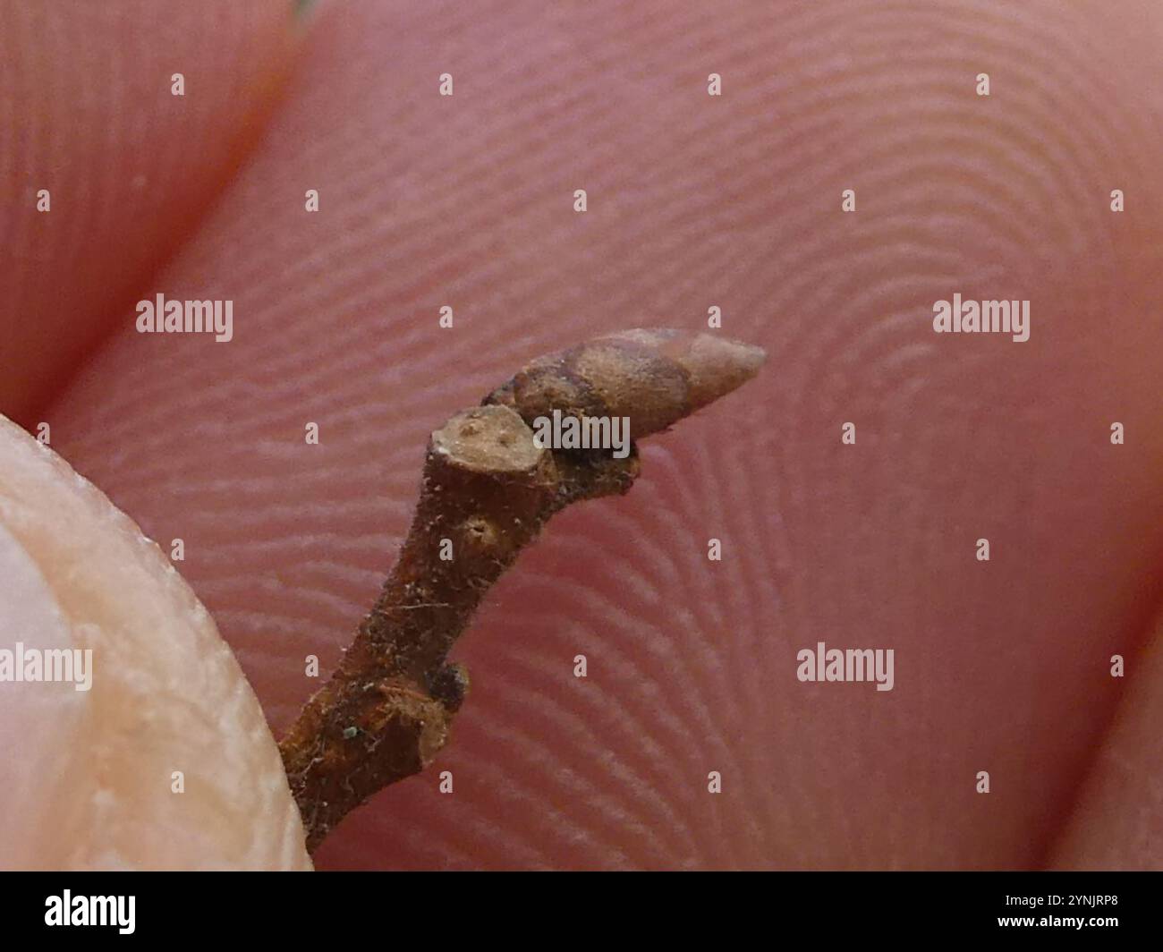 Neckera pennata hi-res stock photography and images - Alamy