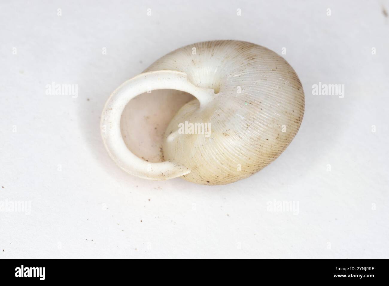 White-lip Globe Snail (Mesodon thyroidus Stock Photo - Alamy
