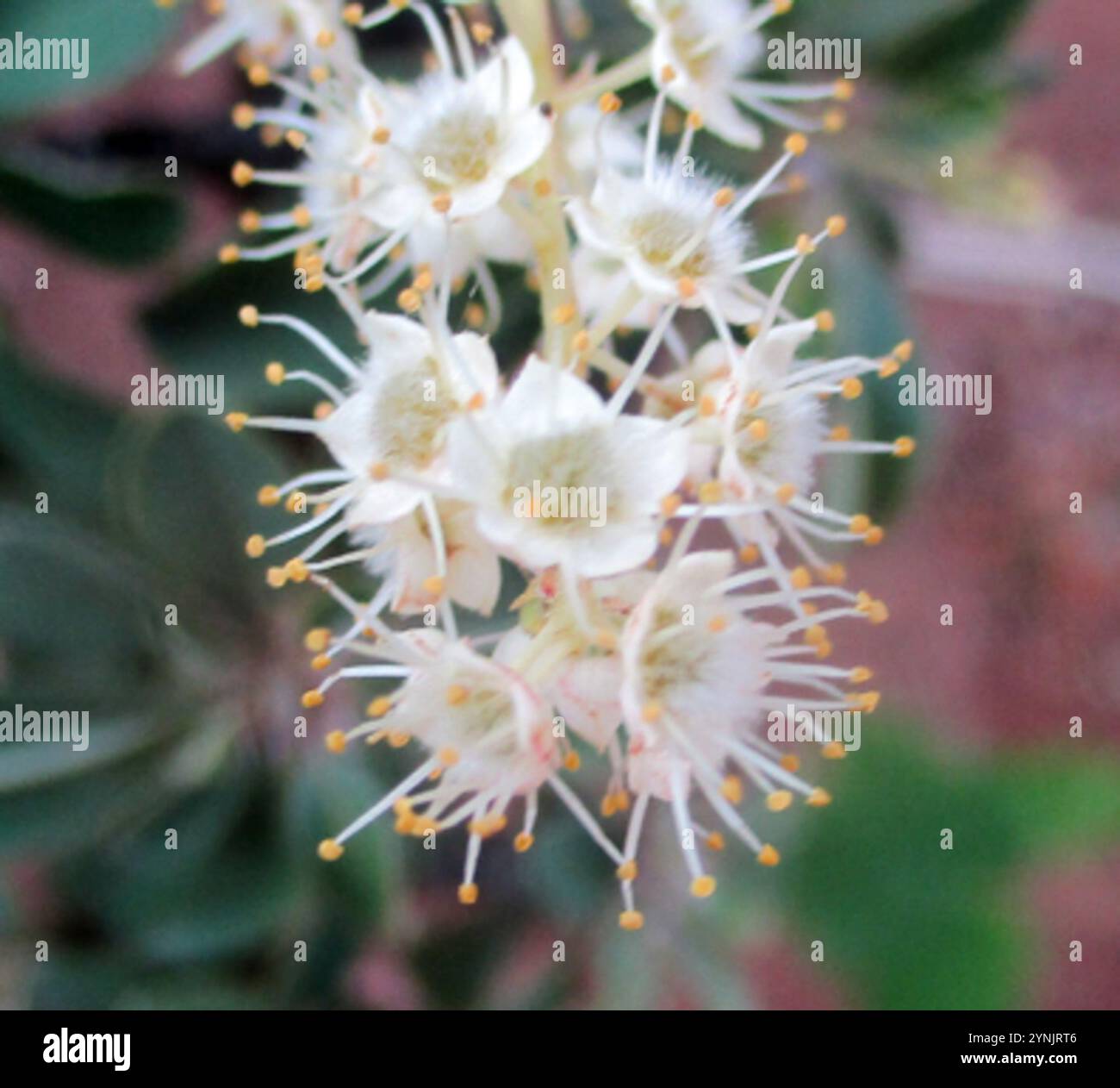 Purplepod clusterleaf (Terminalia prunioides Stock Photo - Alamy