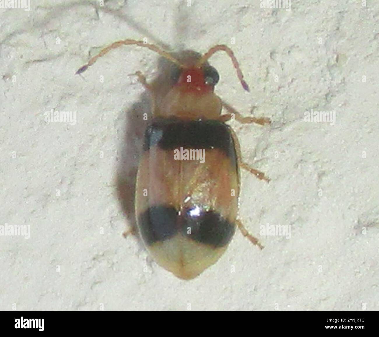 Blackbelly Leafbeetle (Monolepta melanogaster Stock Photo - Alamy