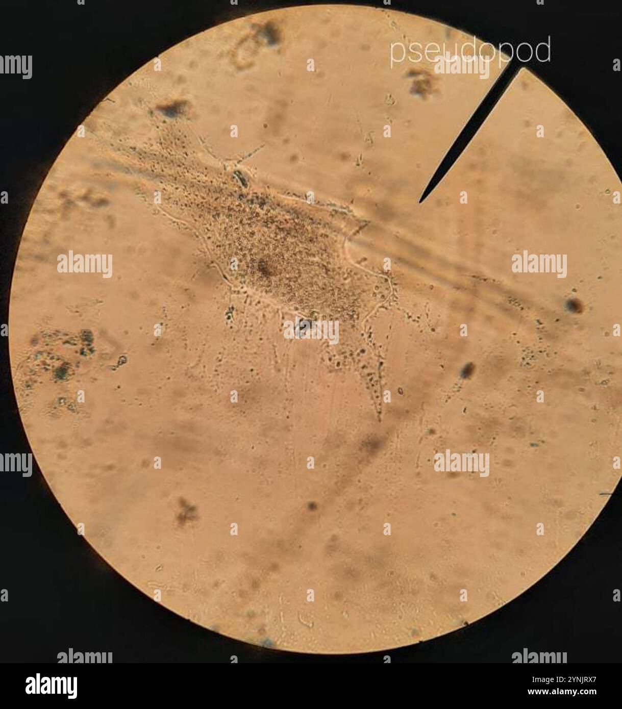 Lobosa hi-res stock photography and images - Alamy