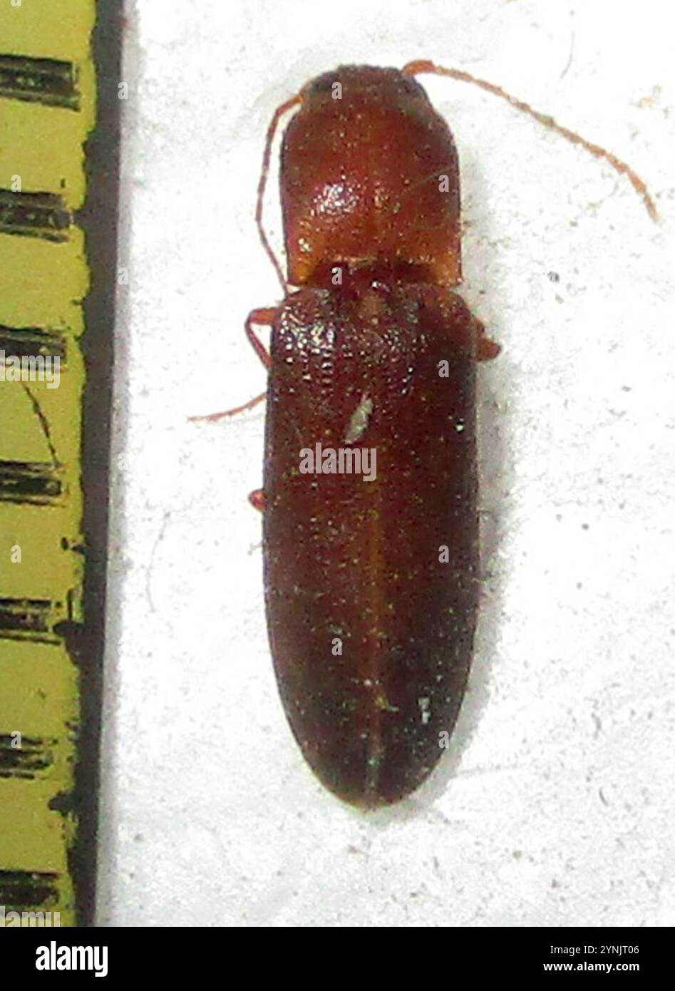 Click Beetles (Elateridae Stock Photo - Alamy