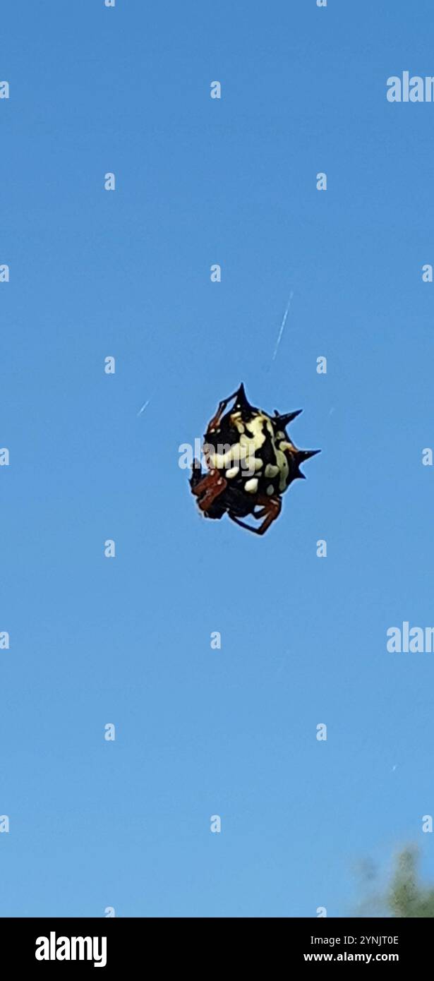 Christmas Jewel Spider (Austracantha minax Stock Photo - Alamy