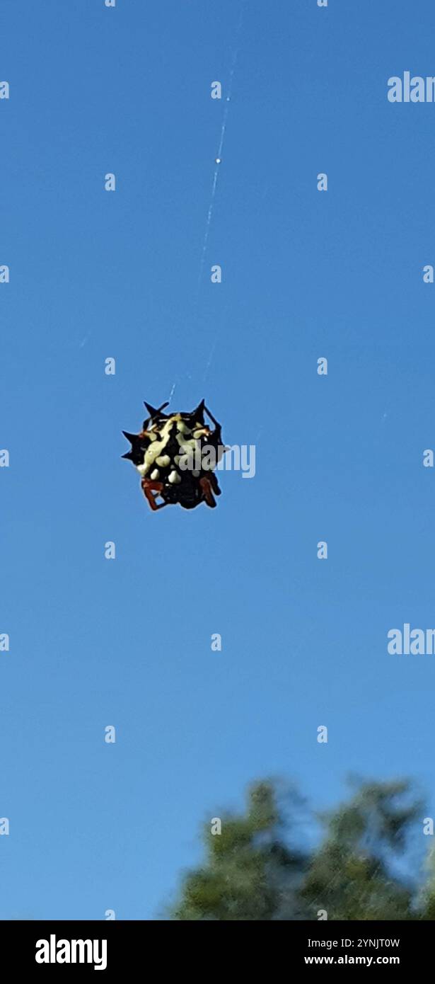 Christmas Jewel Spider (Austracantha minax Stock Photo - Alamy
