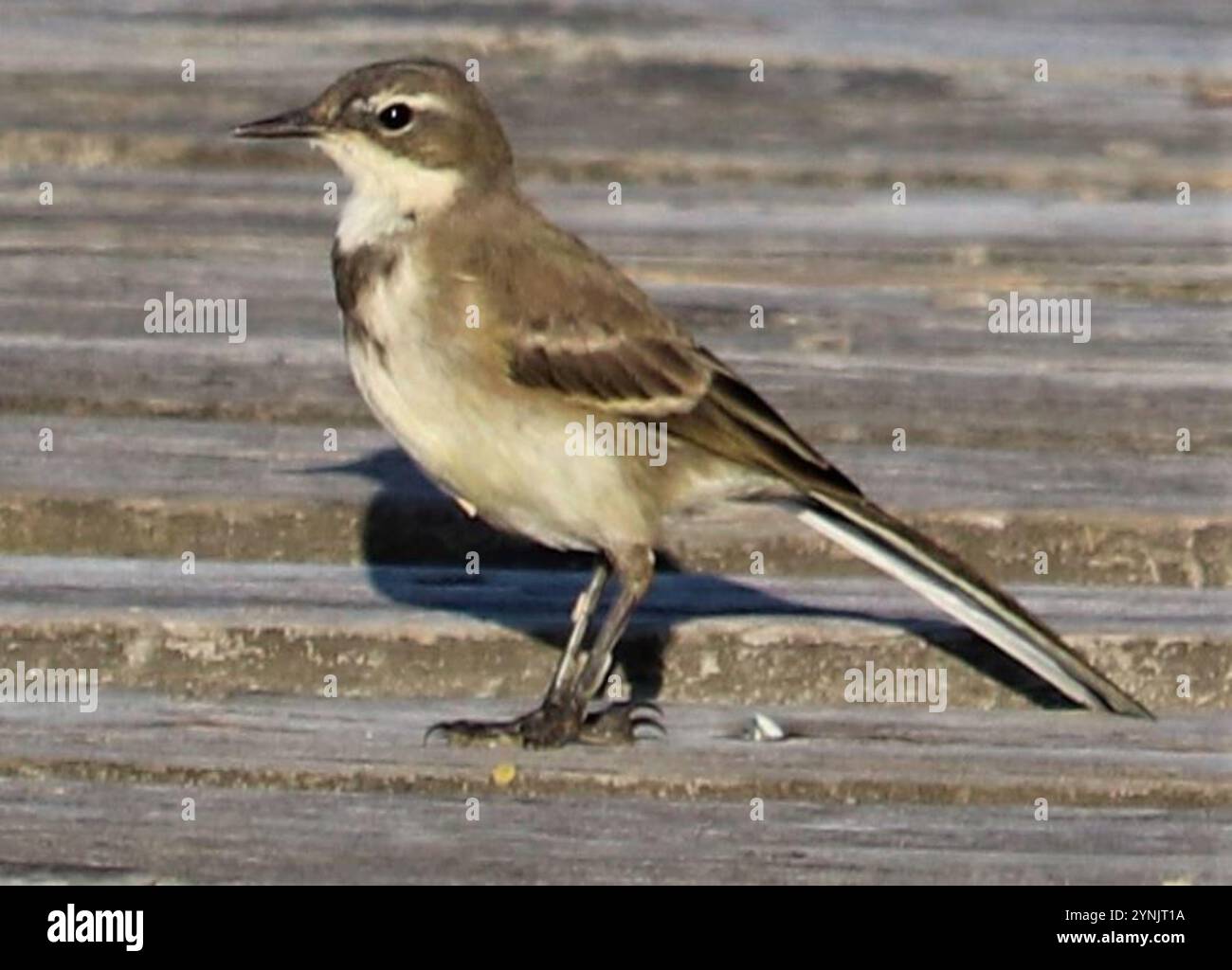 Common Cape Wagtail (Motacilla capensis capensis Stock Photo - Alamy