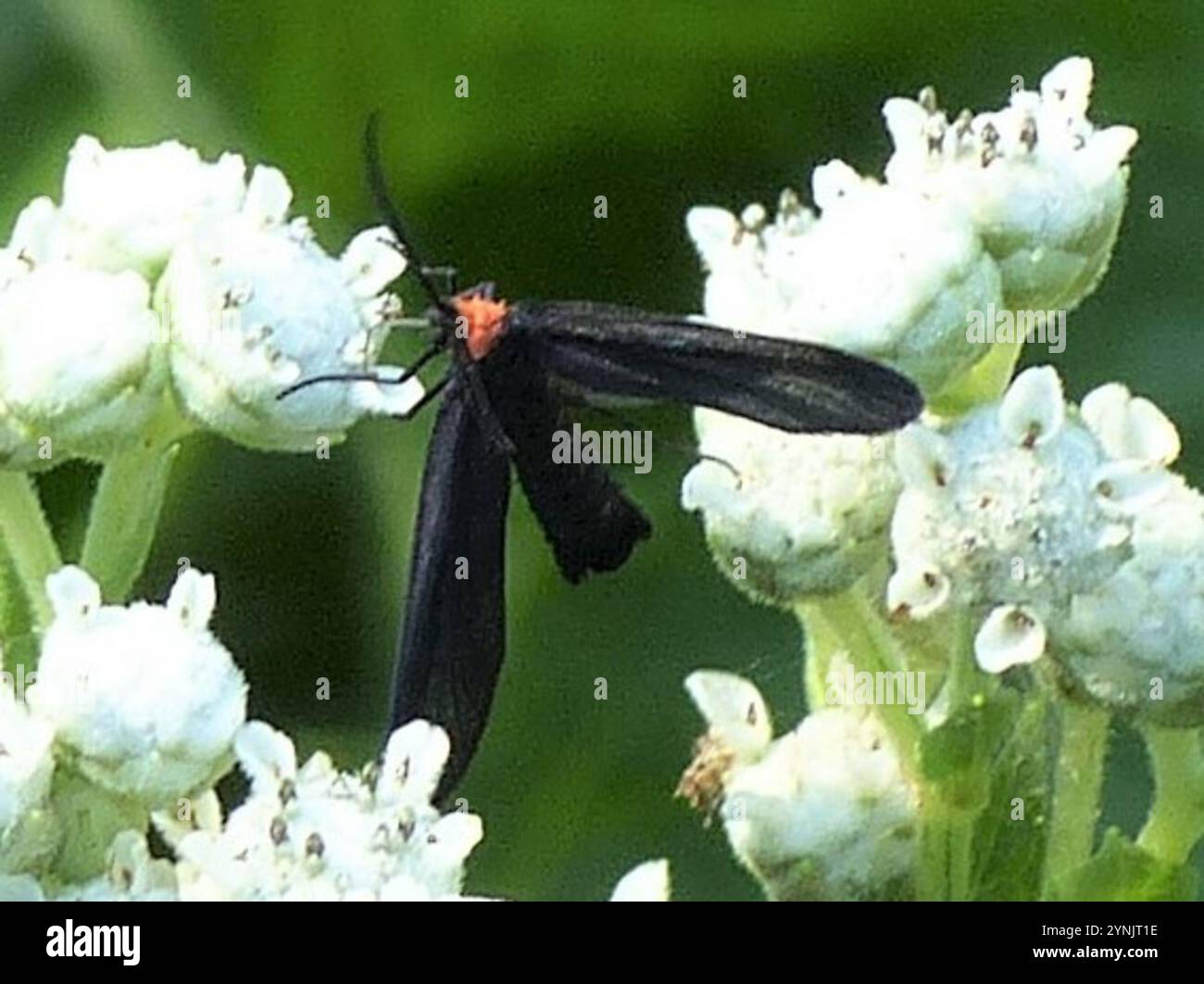 Grapeleaf Skeletonizer Moth (Harrisina americana Stock Photo - Alamy