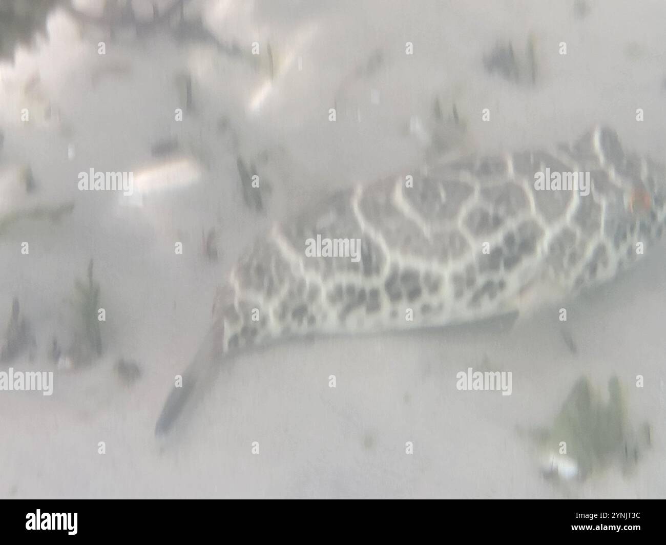 Checkered Puffer (Sphoeroides testudineus Stock Photo - Alamy