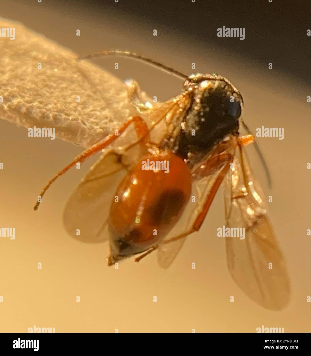 Mossy Rose Gall Wasp (Diplolepis rosae Stock Photo - Alamy