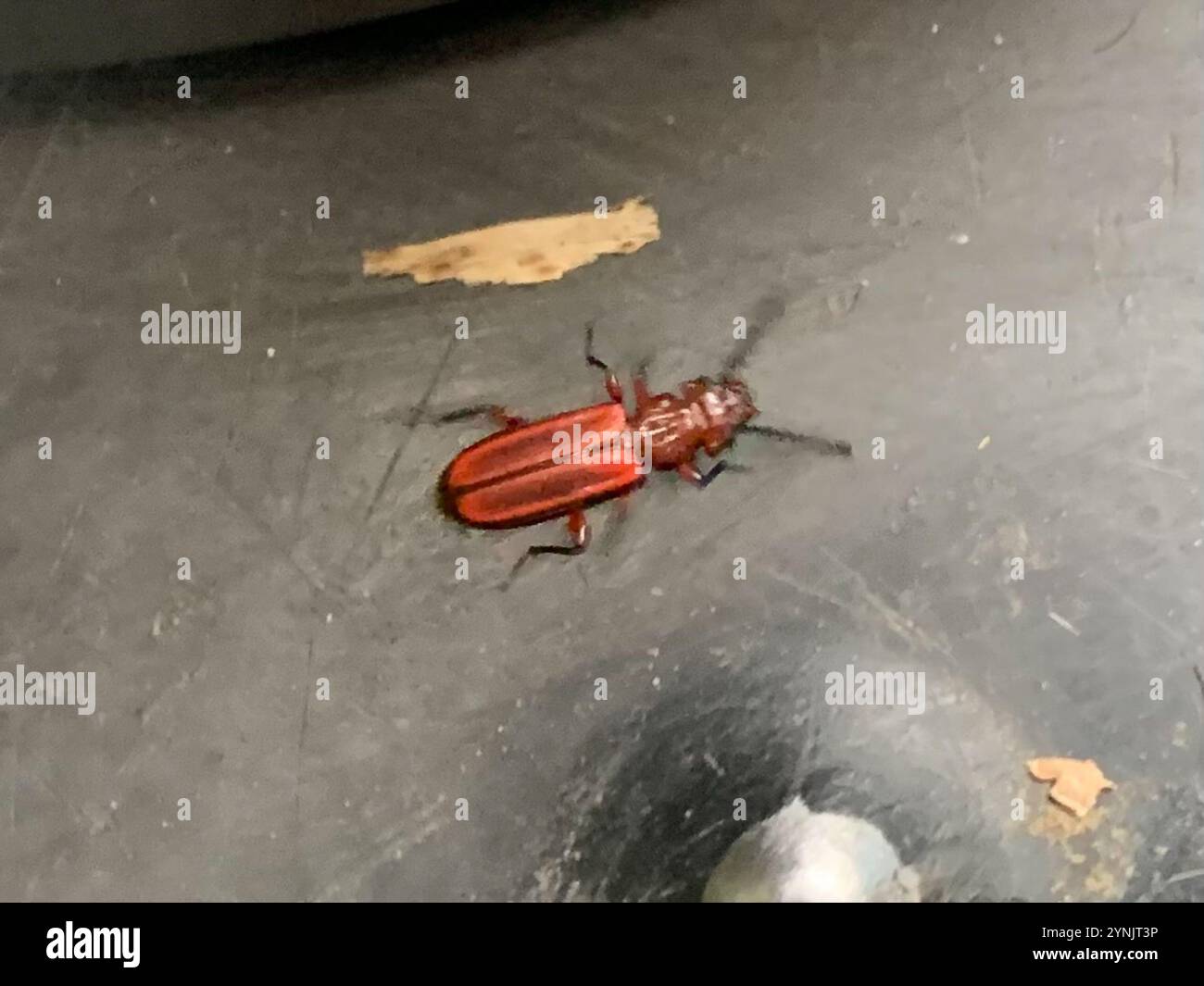 Red Flat Bark Beetle (Cucujus clavipes Stock Photo - Alamy
