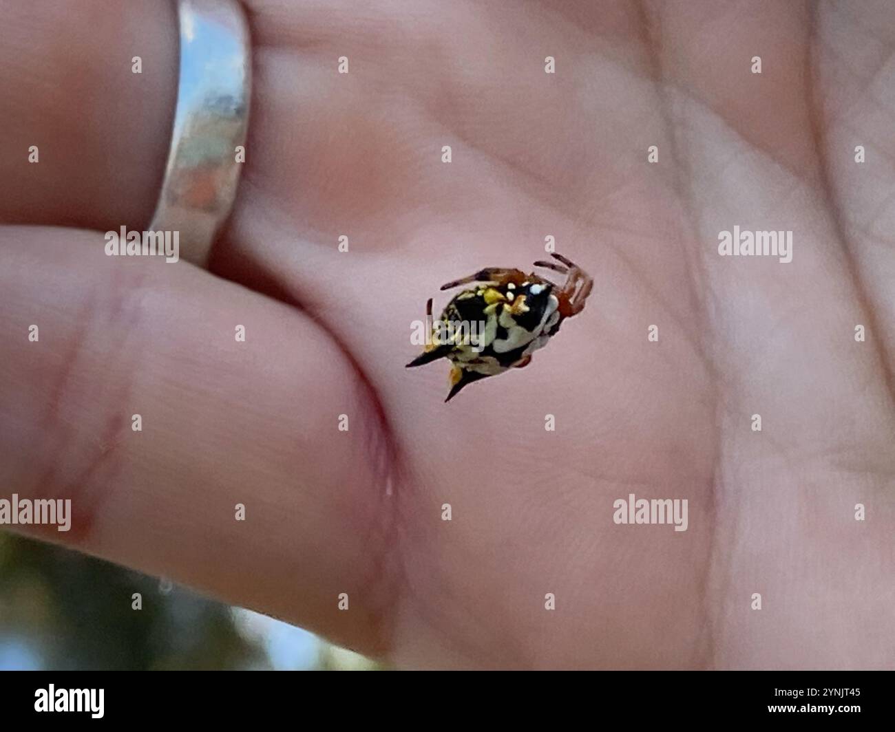 Christmas Jewel Spider (Austracantha minax Stock Photo - Alamy