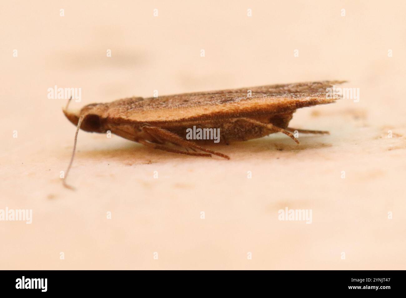Soybean Webworm Moth (Mesophleps adustipennis Stock Photo - Alamy