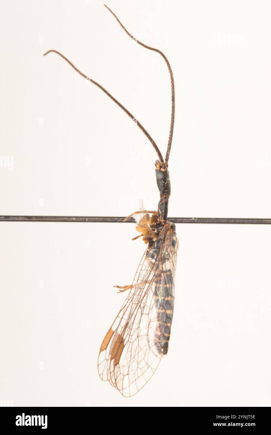 American Square-headed Snakeflies (Negha Stock Photo - Alamy