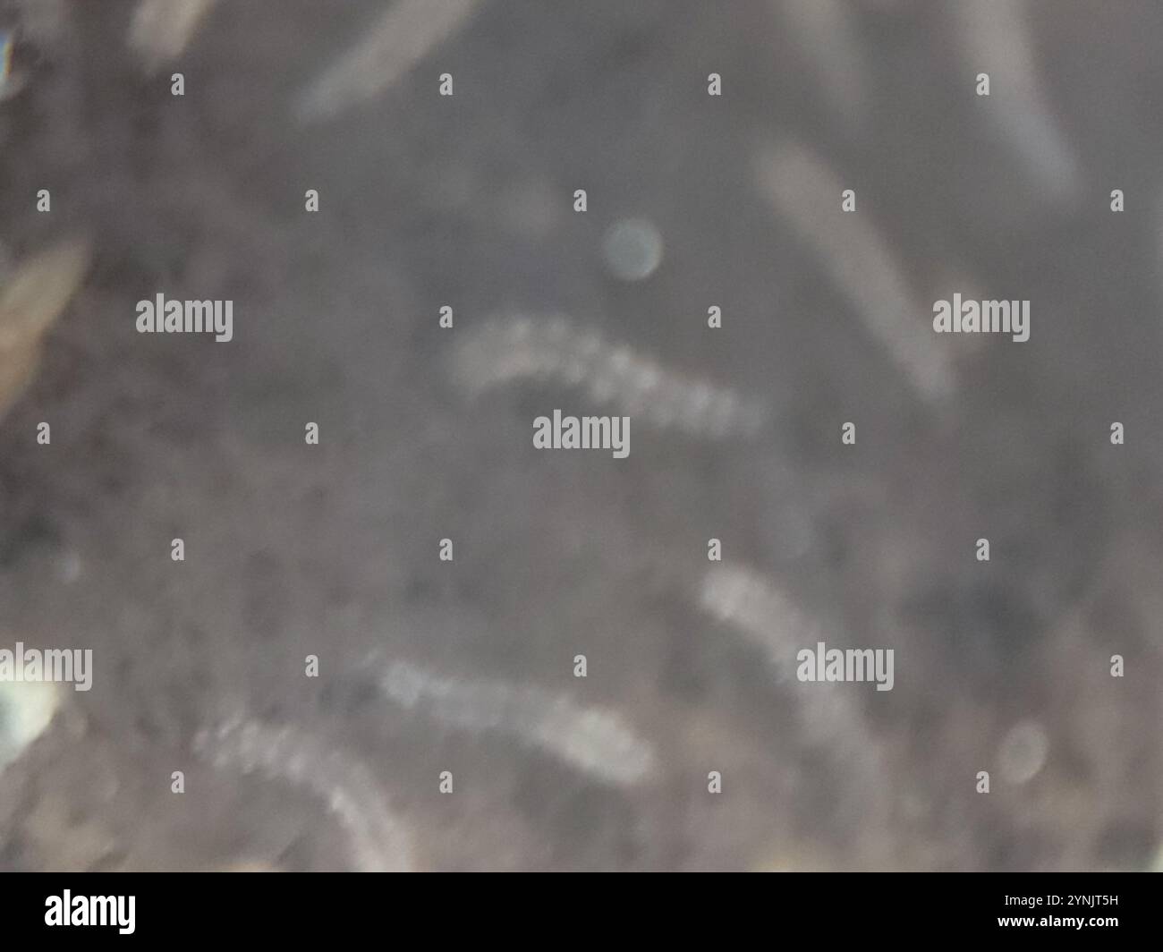 Biting Midges (Ceratopogonidae Stock Photo - Alamy