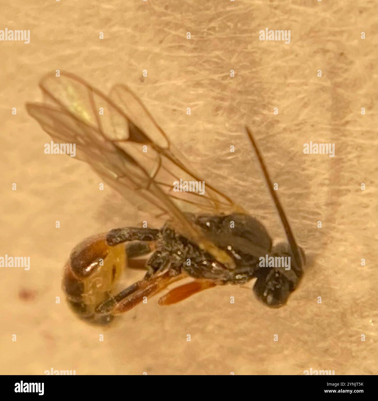 Orthopelma mediator hi-res stock photography and images - Alamy