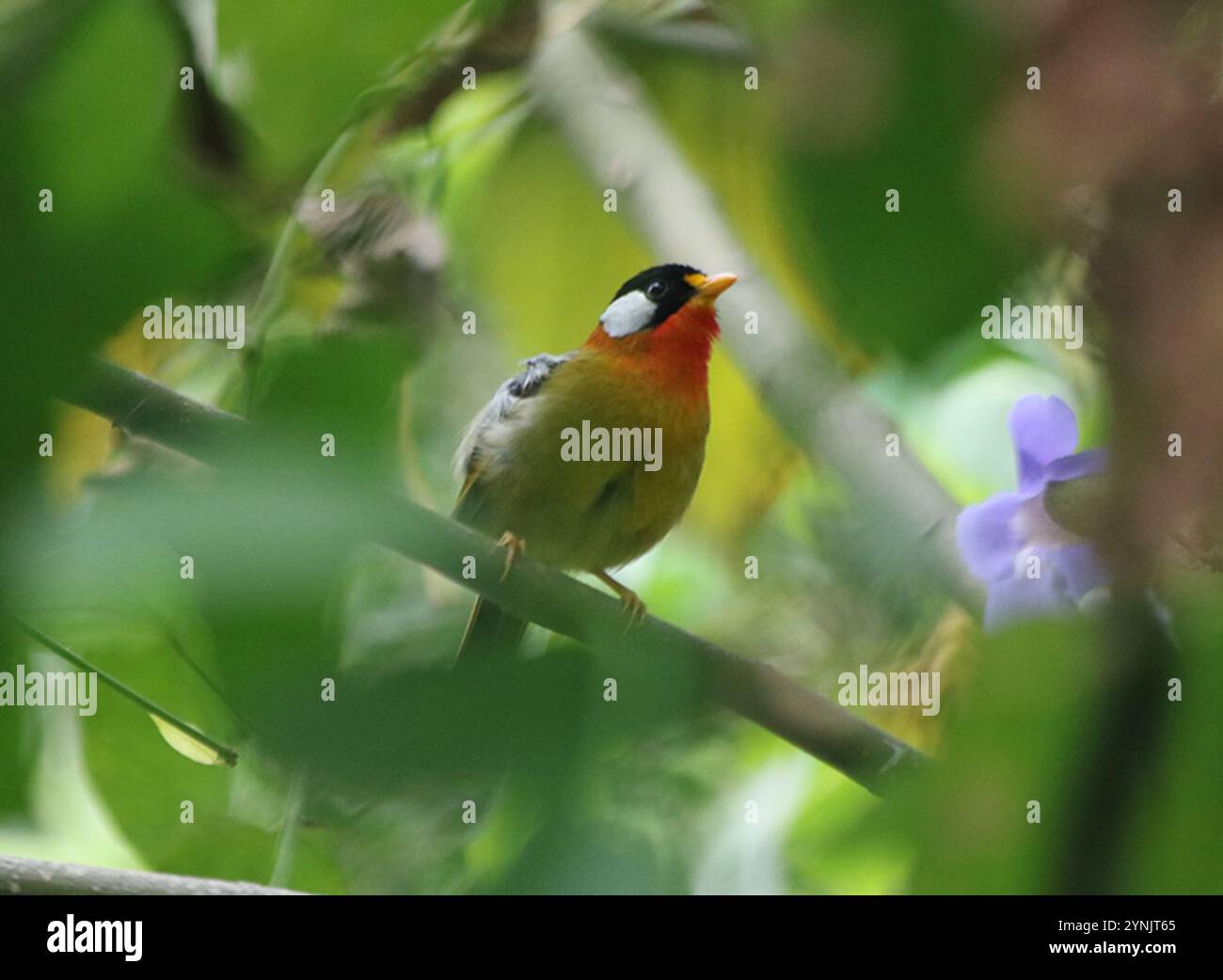 Silver-eared Mesia (Leiothrix argentauris Stock Photo - Alamy