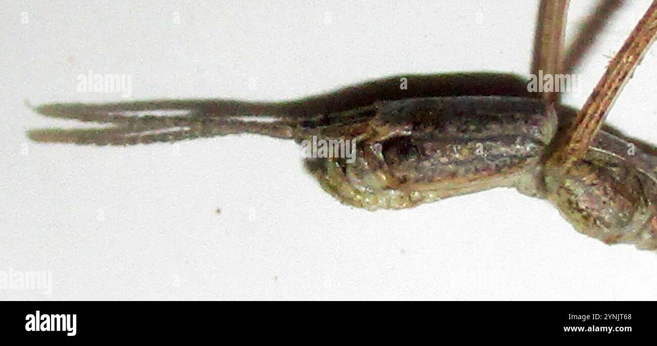 Elongate Stick Insects (Clonaria Stock Photo - Alamy