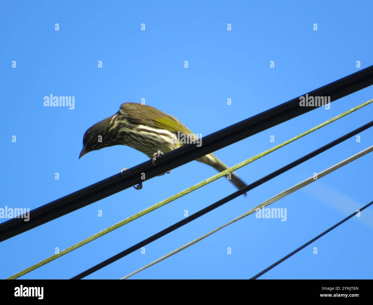 Palmchat (Dulus dominicus Stock Photo - Alamy