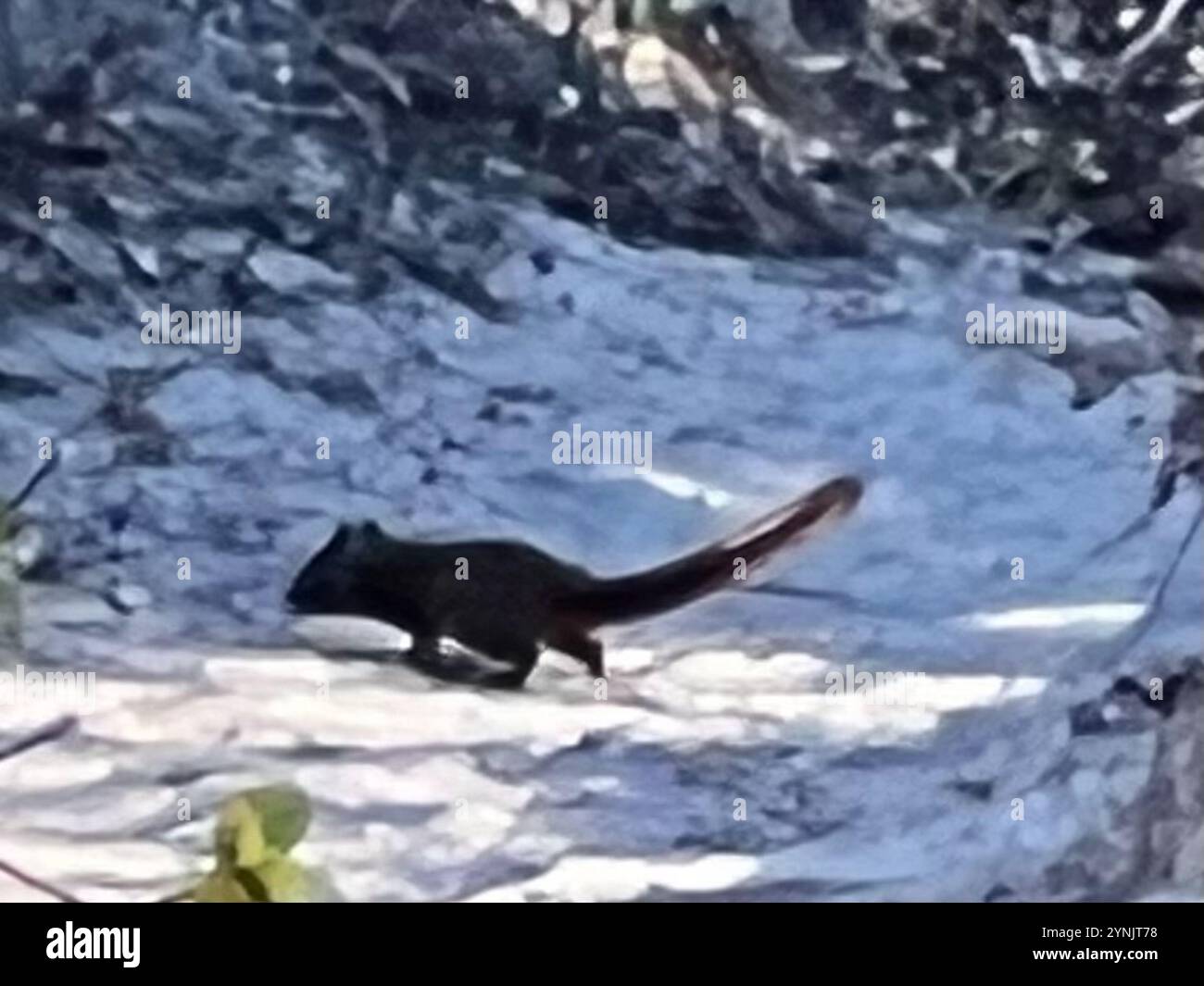 Merriam's Chipmunk (Neotamias merriami Stock Photo - Alamy