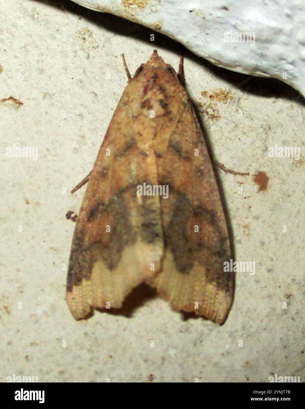 Angled Gem (Anomis sabulifera Stock Photo - Alamy