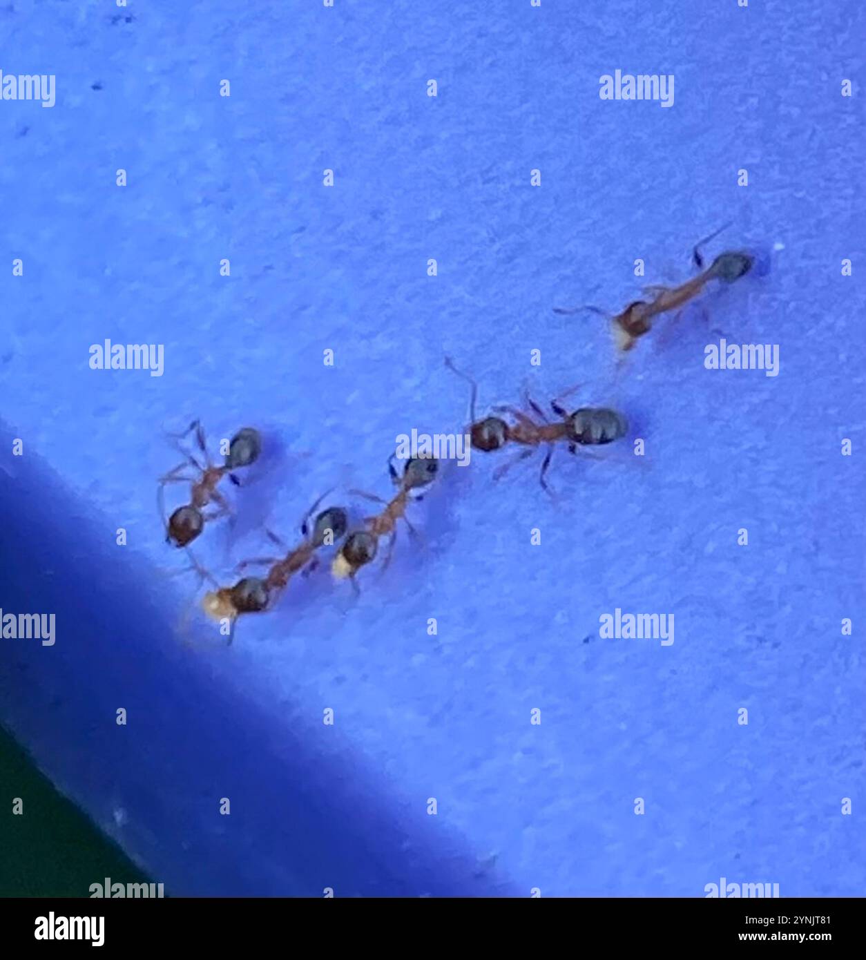 African Big-headed Ant (Pheidole megacephala Stock Photo - Alamy