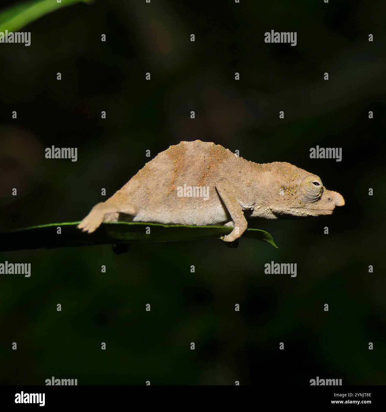 Marshall's Pygmy Chameleon (Rhampholeon marshalli Stock Photo - Alamy