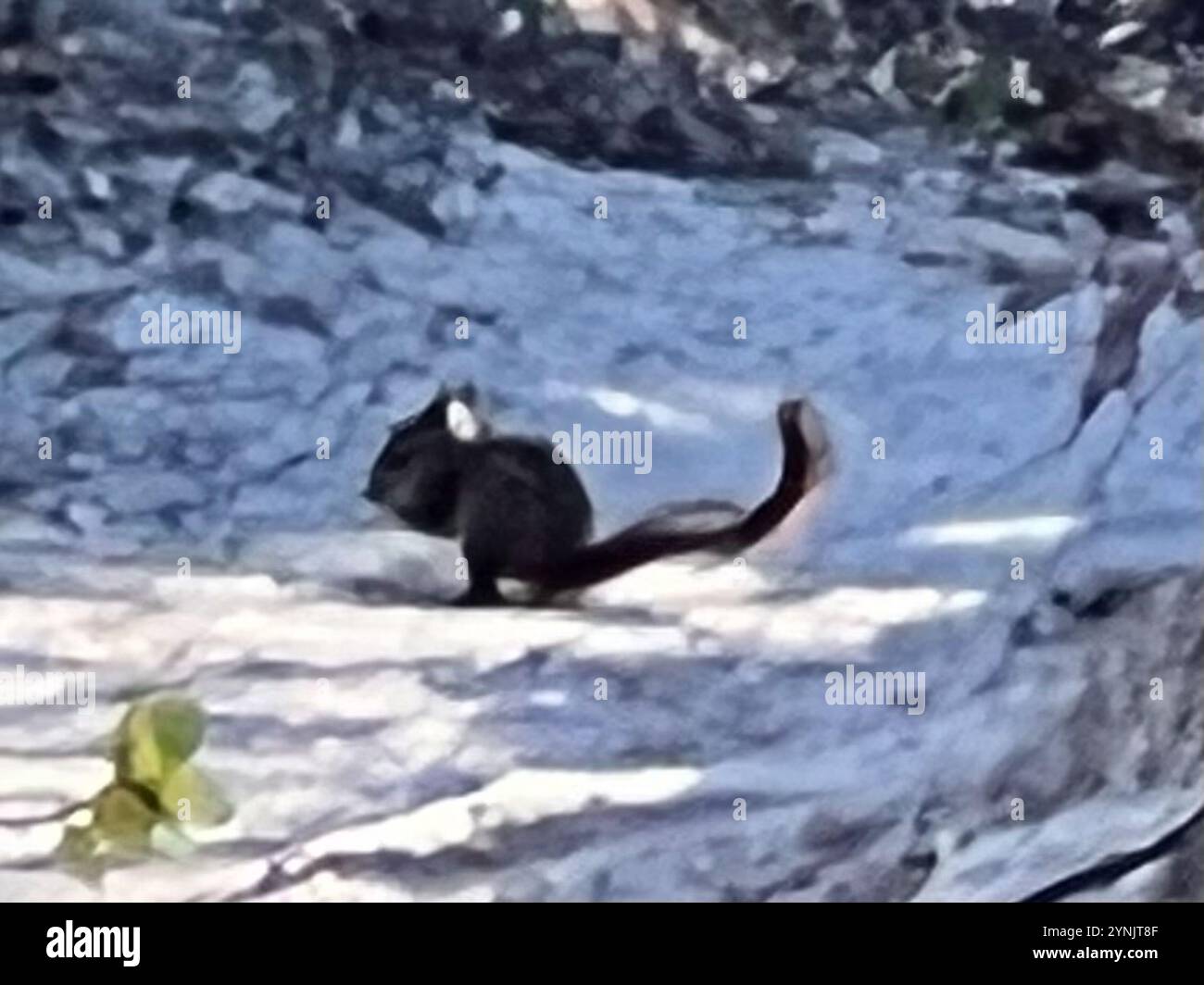 Merriam's Chipmunk (Neotamias merriami Stock Photo - Alamy