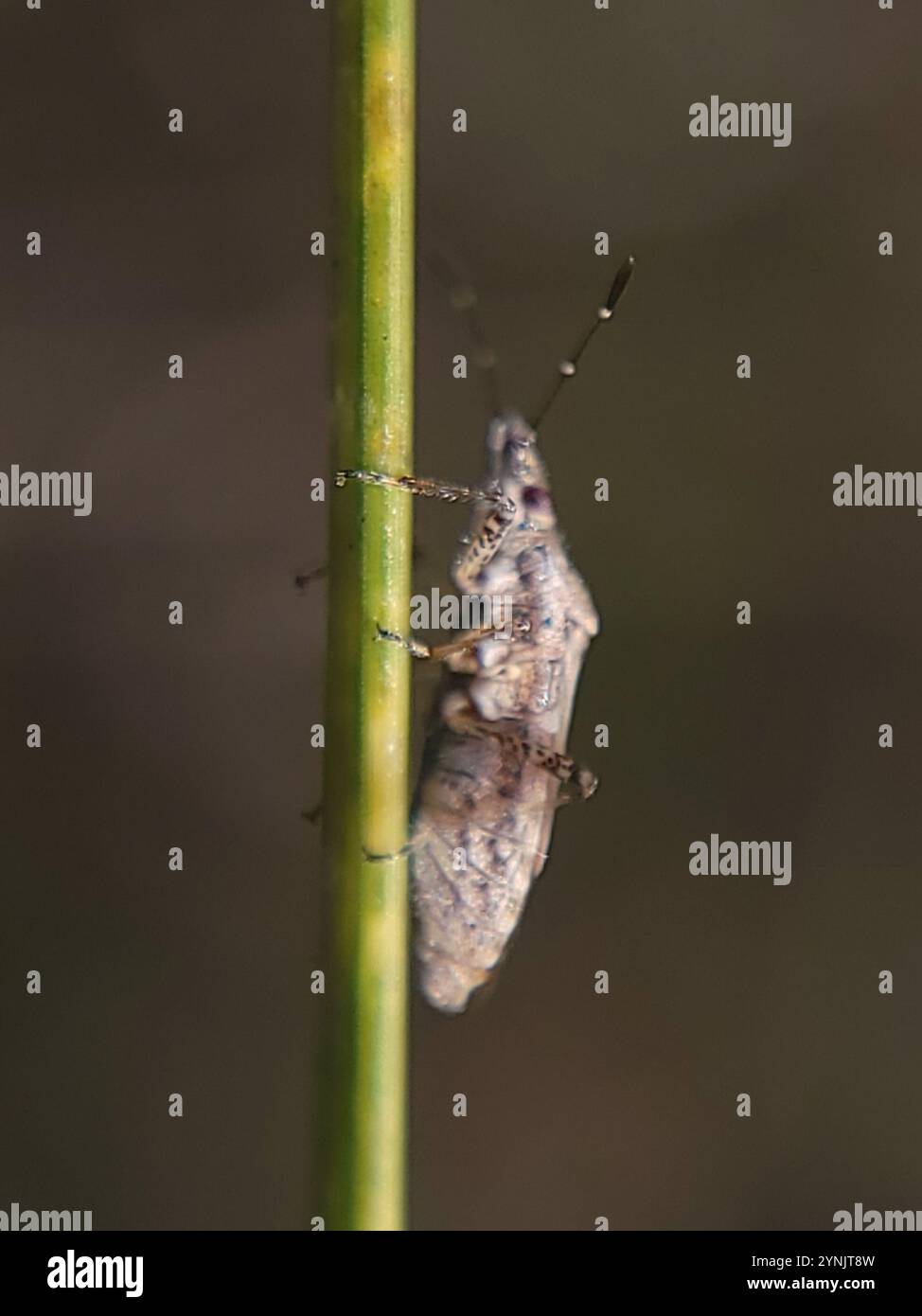 True Bugs (Heteroptera Stock Photo - Alamy