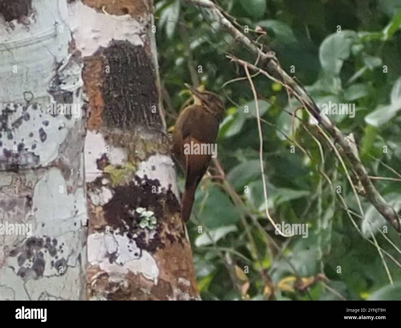 Tawny-winged Woodcreeper (Dendrocincla anabatina Stock Photo - Alamy
