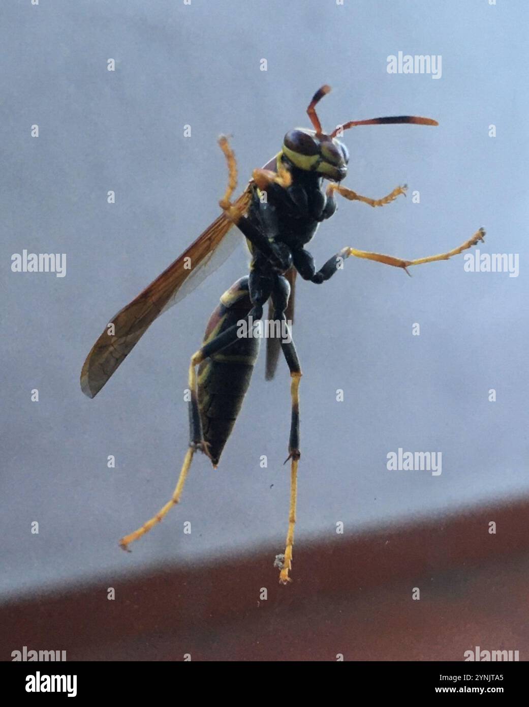 Unstable Paper Wasp (Polistes instabilis Stock Photo - Alamy