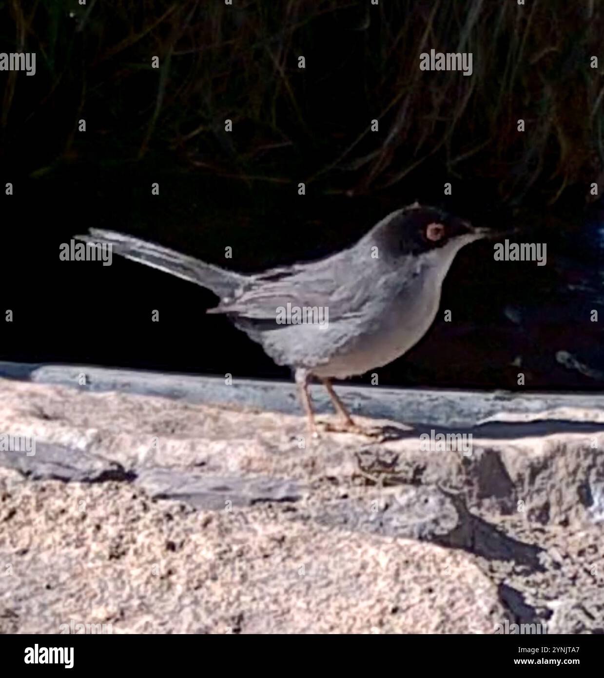 Sardinian Warbler (Curruca melanocephala Stock Photo - Alamy