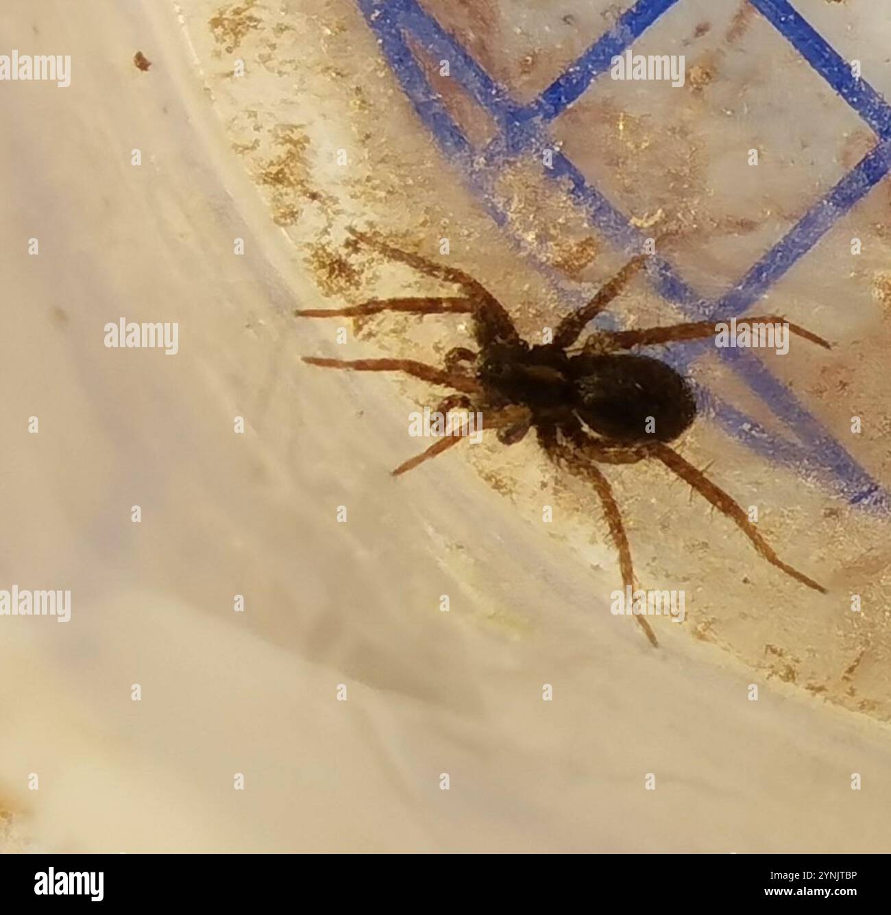Thin-legged Wolf Spiders (Pardosa Stock Photo - Alamy