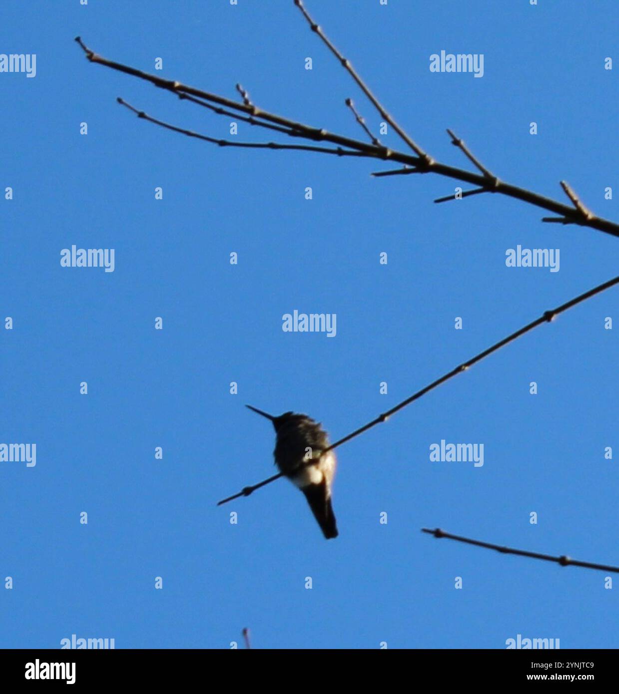 Anna's Hummingbird (Calypte anna Stock Photo - Alamy