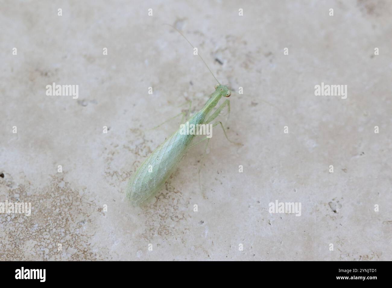 Snake Mantis (Kongobatha diademata Stock Photo - Alamy