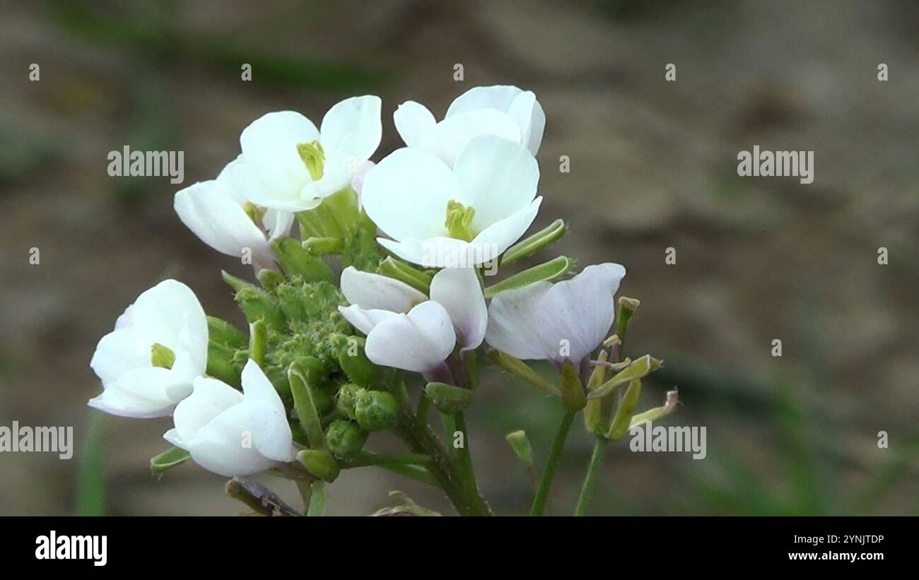 White Wall-rocket (Diplotaxis erucoides Stock Photo - Alamy