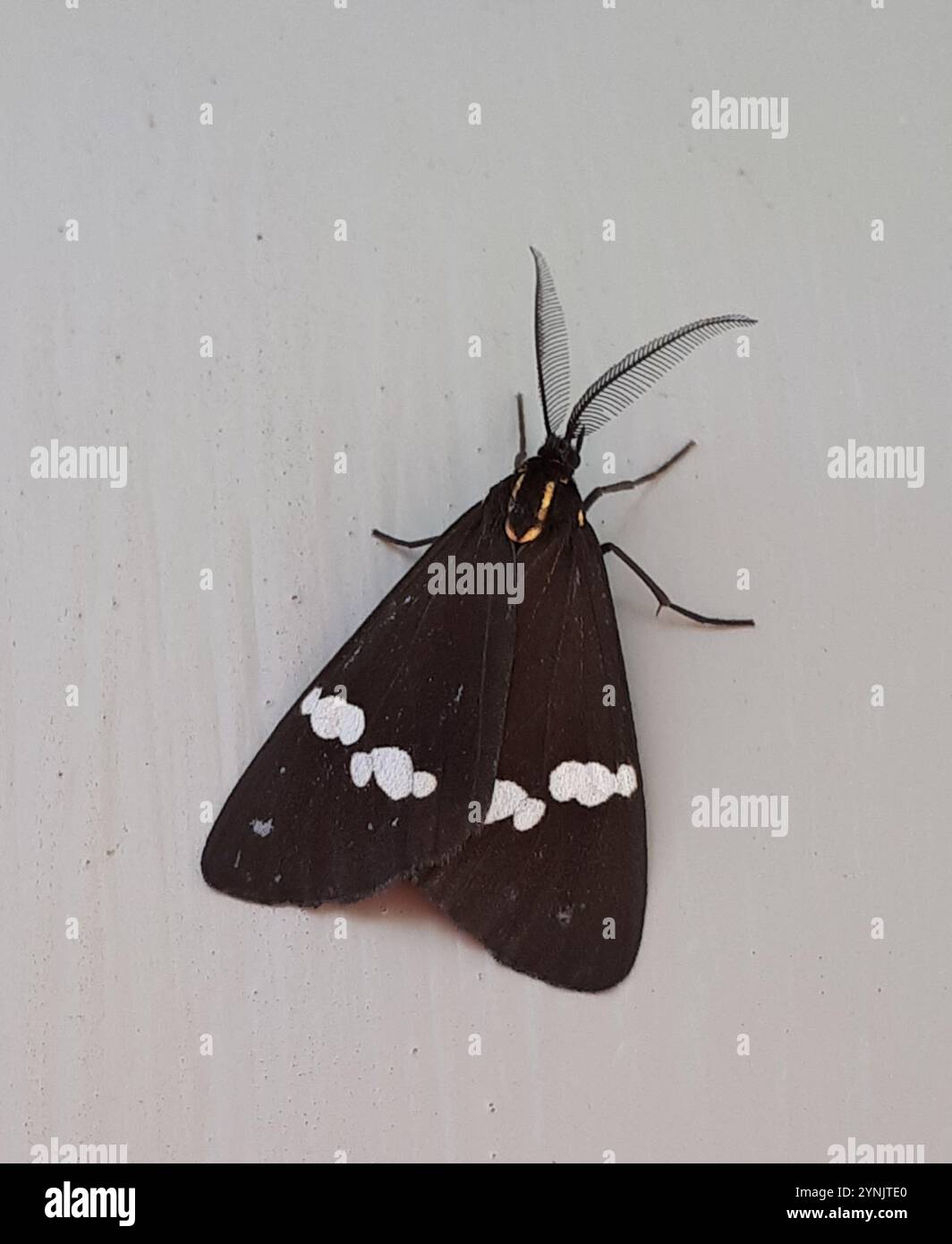 Magpie Tiger Moths (Nyctemera Stock Photo - Alamy