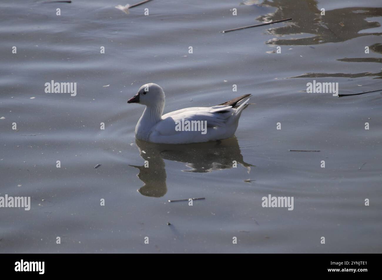 Ross's Goose (Anser rossii Stock Photo - Alamy