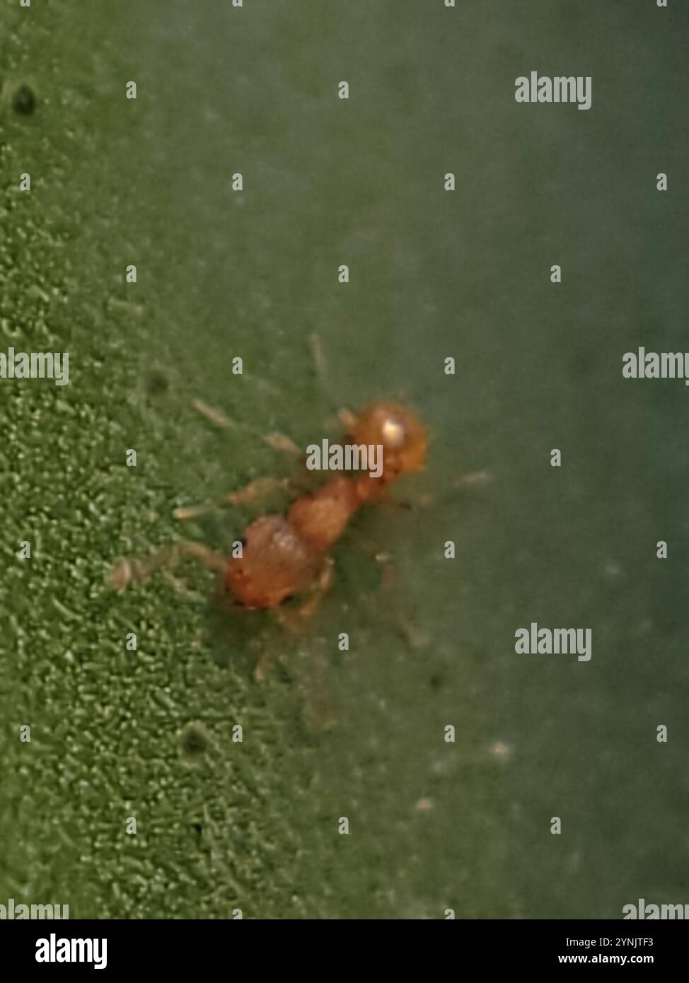 Little Fire Ant (Wasmannia auropunctata Stock Photo - Alamy