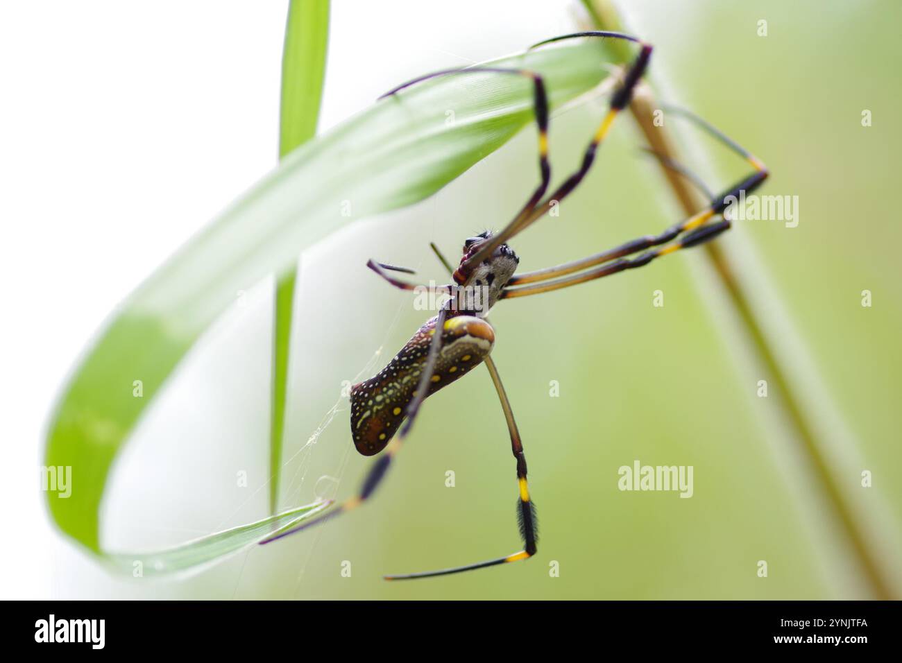Golden Silk Spider (Trichonephila clavipes Stock Photo - Alamy