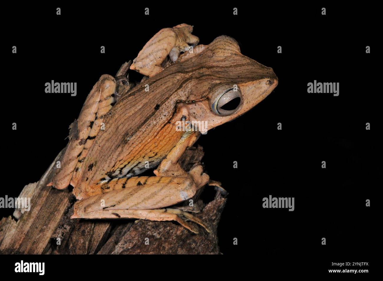 File-eared Tree Frog (Polypedates otilophus Stock Photo - Alamy