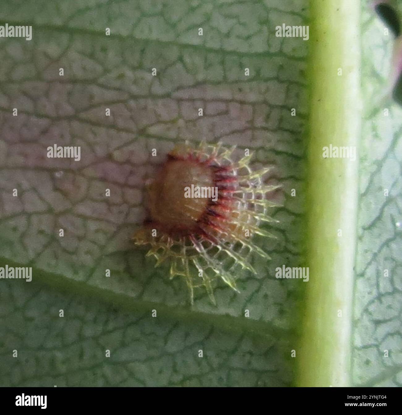 Fiscella hi-res stock photography and images - Alamy