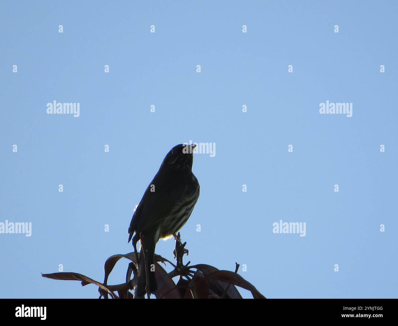 Dulus dominicus hi-res stock photography and images - Alamy