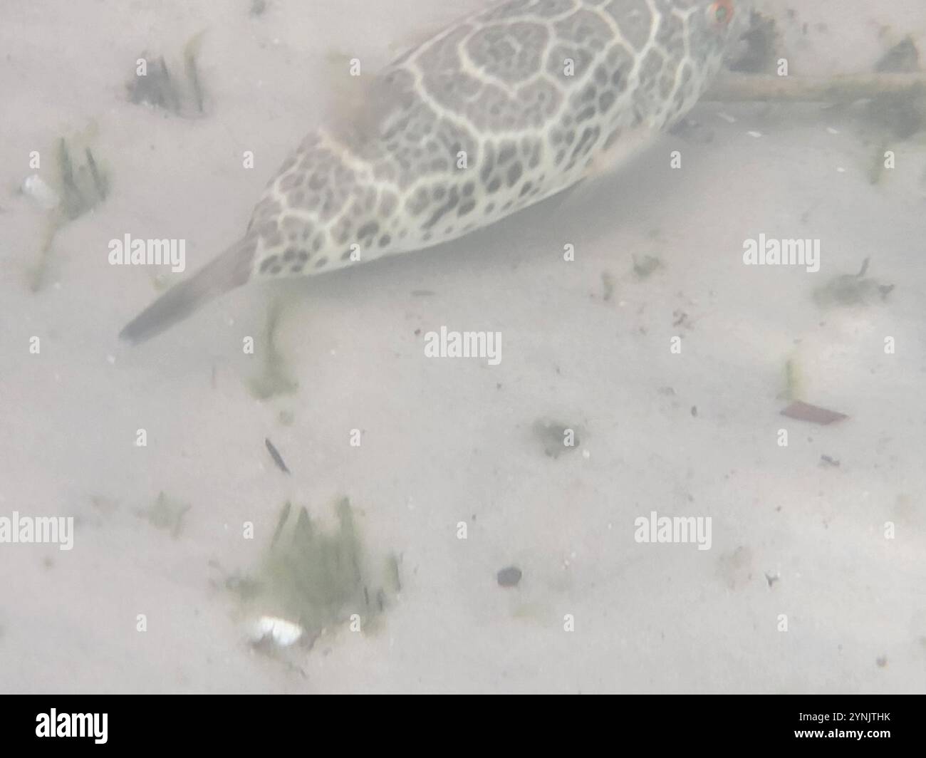 Checkered Puffer (Sphoeroides testudineus Stock Photo - Alamy