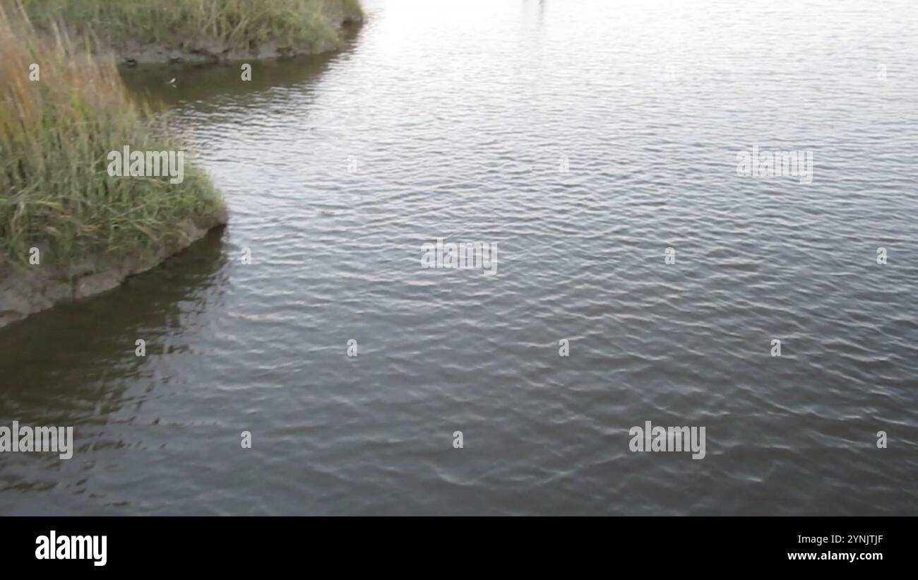 Ray-finned Fishes (Actinopterygii Stock Photo - Alamy