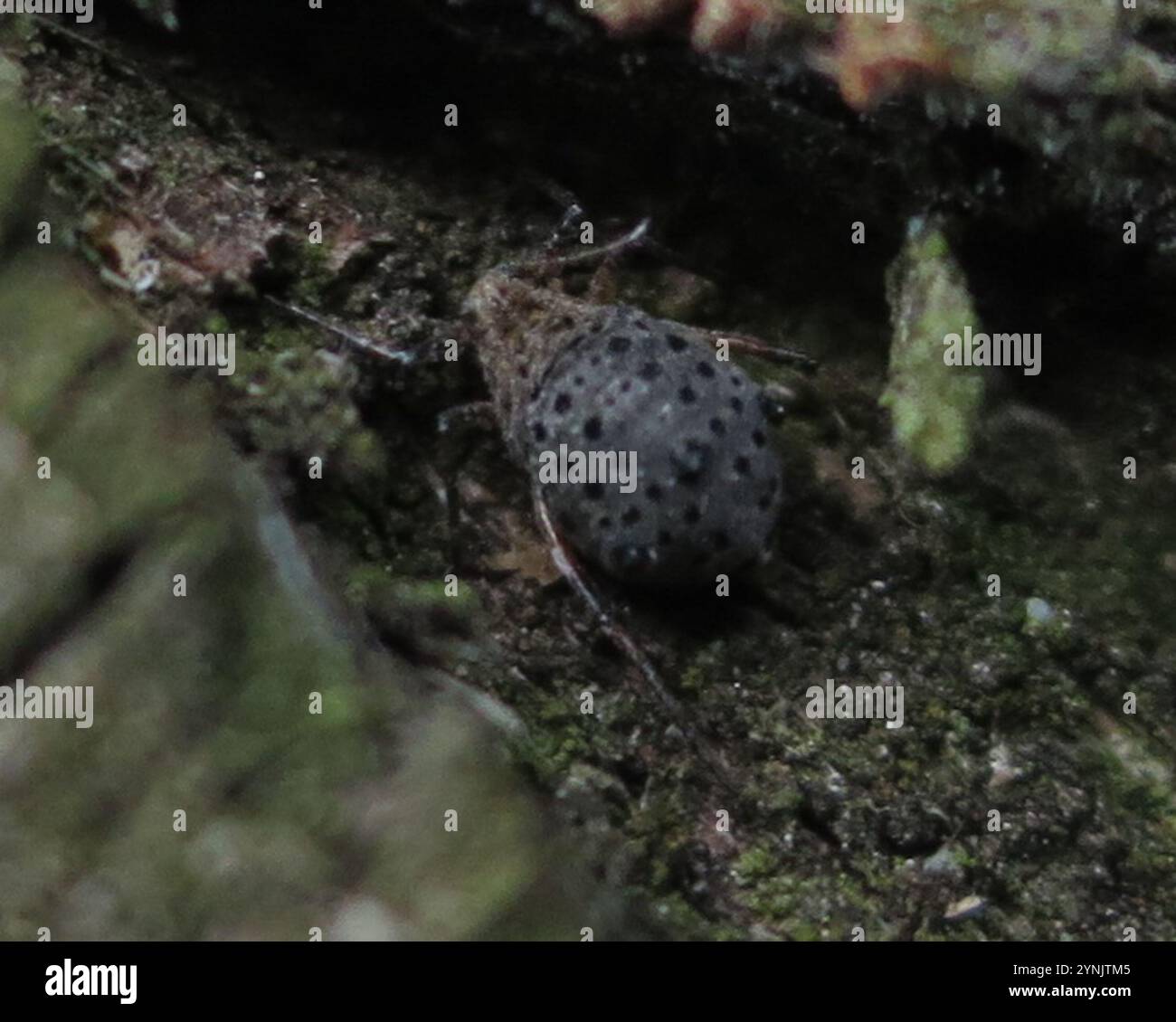 Giant Willow Aphid (Tuberolachnus salignus Stock Photo - Alamy