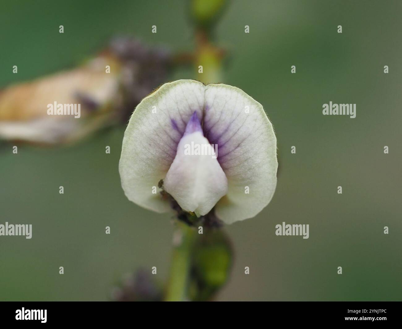 South African hoarypea (Tephrosia noctiflora Stock Photo - Alamy